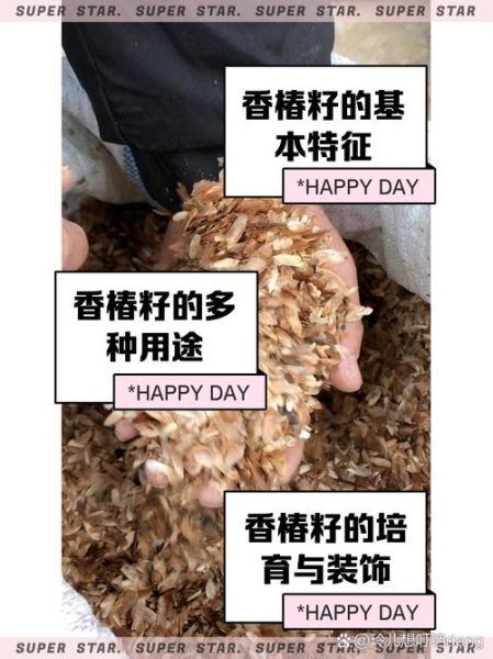 香椿树种子多少钱一斤_如何挑选优质种子-第1张图片-山城妙识 香椿树种子多少钱一斤_如何挑选优质种子-第1张图片-山城妙识