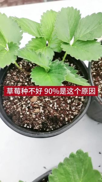 草莓什么时候种植最好_草莓最佳种植时间-第2张图片-山城妙识