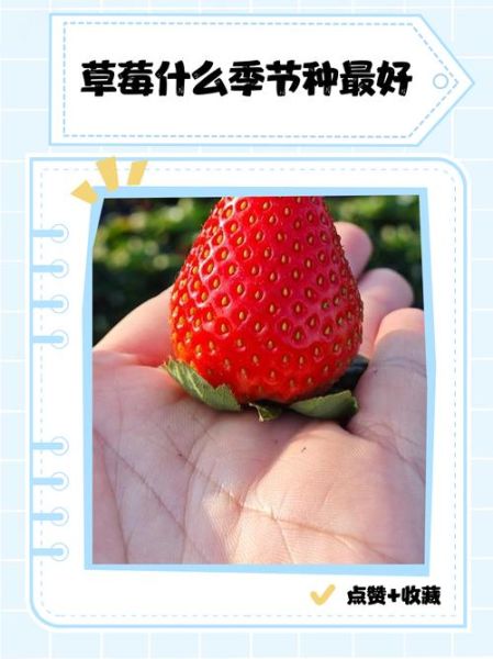 草莓什么时候种植最好_草莓最佳种植时间-第3张图片-山城妙识