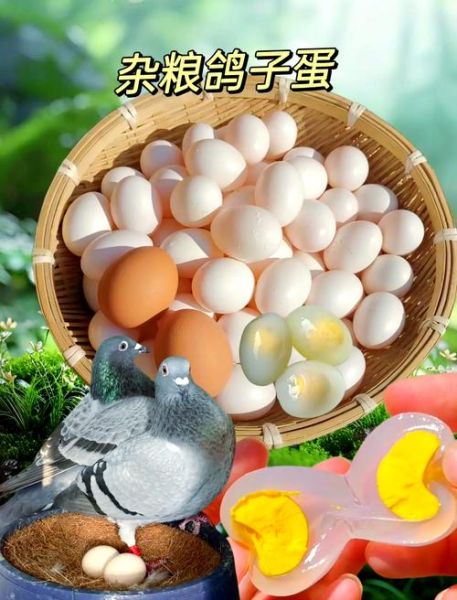 鸽子蛋和鸡蛋哪个更营养_鸽子蛋一天吃几个合适-第3张图片-山城妙识 鸽子蛋和鸡蛋哪个更营养_鸽子蛋一天吃几个合适-第3张图片-山城妙识