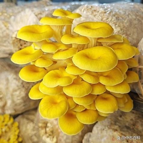 黄金菇怎么做好吃_黄金菇的做法大全-第3张图片-山城妙识 黄金菇怎么做好吃_黄金菇的做法大全-第3张图片-山城妙识