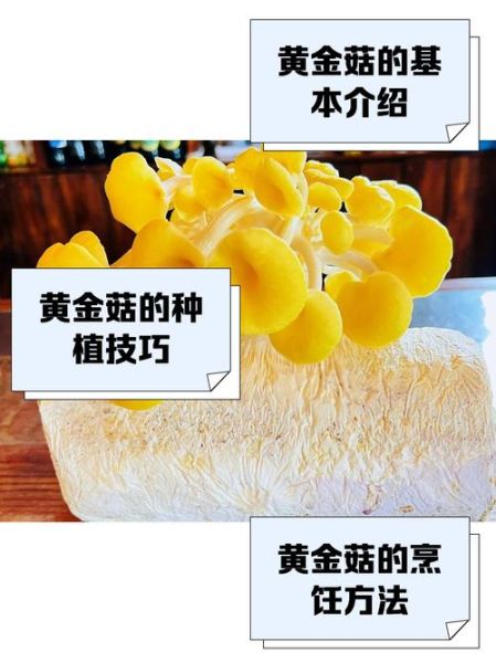 黄金菇怎么做好吃_黄金菇的做法大全-第1张图片-山城妙识 黄金菇怎么做好吃_黄金菇的做法大全-第1张图片-山城妙识