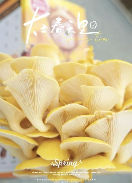 黄金菇怎么做好吃_黄金菇的做法大全-第2张图片-山城妙识 黄金菇怎么做好吃_黄金菇的做法大全-第2张图片-山城妙识