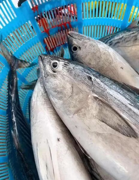 鲣鱼种类有哪些_鲣鱼与金枪鱼区别-第3张图片-山城妙识