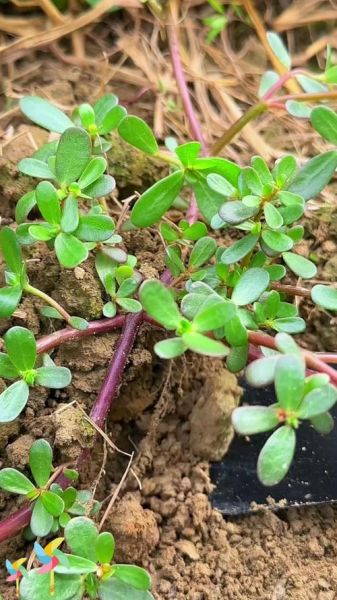 马齿苋治疗白发真实吗_马齿苋治白发有效吗-第3张图片-山城妙识