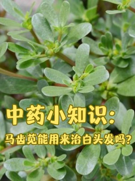马齿苋治疗白发真实吗_马齿苋治白发有效吗-第1张图片-山城妙识