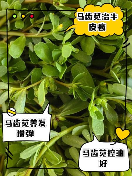 马齿苋治疗白发真实吗_马齿苋治白发有效吗-第2张图片-山城妙识