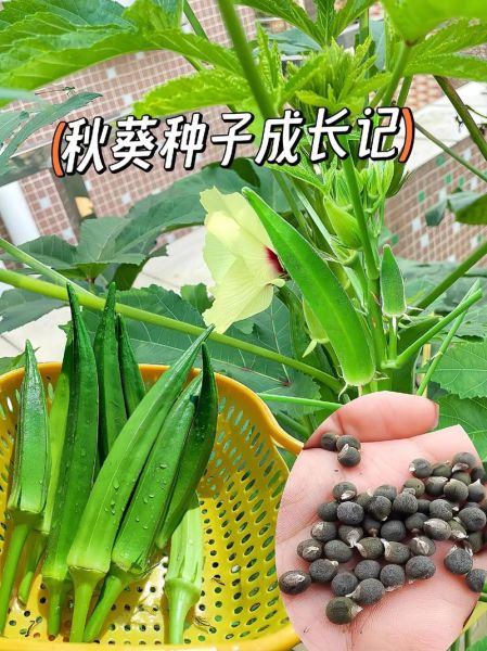 秋葵种子怎么种_秋葵种子种植时间和方法-第3张图片-山城妙识
