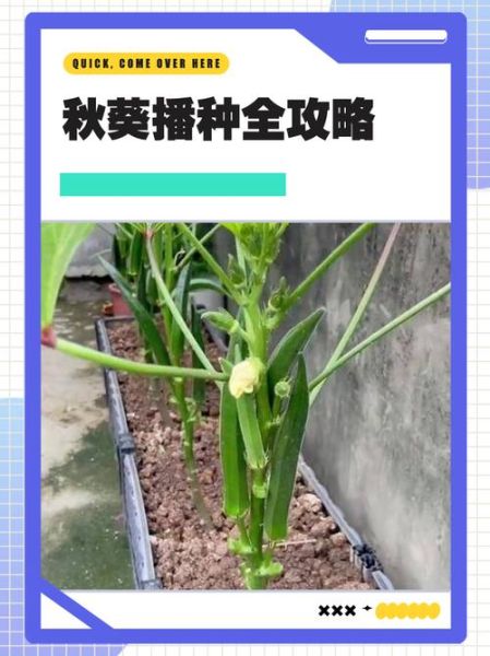 秋葵种子怎么种_秋葵种子种植时间和方法-第2张图片-山城妙识