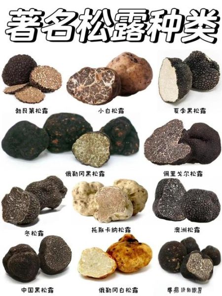 东北松露产地在哪里_东北松露怎么找-第1张图片-山城妙识