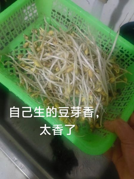 生豆芽菜的方法_生豆芽菜怎么发最快-第2张图片-山城妙识 生豆芽菜的方法_生豆芽菜怎么发最快-第2张图片-山城妙识