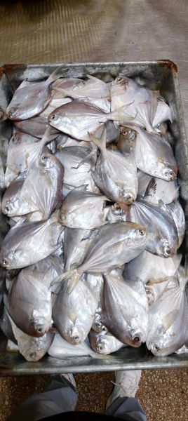 鲳鱼多少钱一斤2019_2019年鲳鱼价格走势-第1张图片-山城妙识 鲳鱼多少钱一斤2019_2019年鲳鱼价格走势-第1张图片-山城妙识