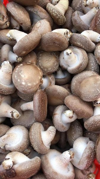 鲜香菇怎么保存_鲜香菇图片怎么拍才好看-第2张图片-山城妙识