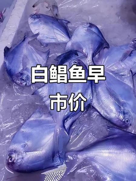 鲳鱼多少钱一斤2019_2019年鲳鱼价格走势-第2张图片-山城妙识 鲳鱼多少钱一斤2019_2019年鲳鱼价格走势-第2张图片-山城妙识