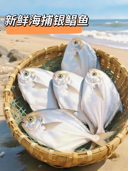 鲳鱼多少钱一斤2019_2019年鲳鱼价格走势-第3张图片-山城妙识 鲳鱼多少钱一斤2019_2019年鲳鱼价格走势-第3张图片-山城妙识