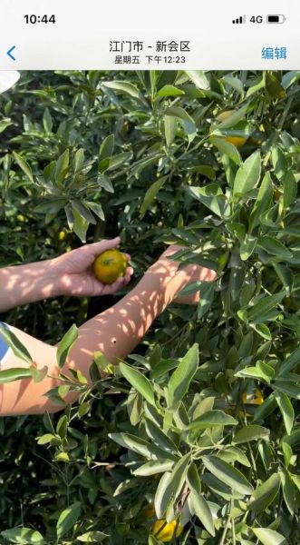 陈皮制作工艺流程_如何在家自制新会陈皮-第3张图片-山城妙识