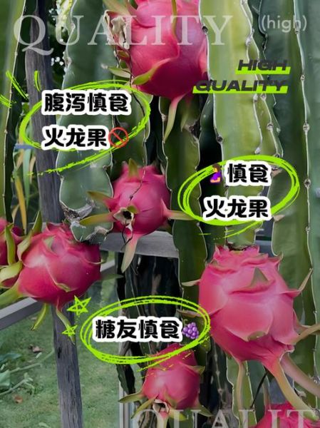 火龙果不能和什么一起吃_火龙果的正确吃法-第2张图片-山城妙识 火龙果不能和什么一起吃_火龙果的正确吃法-第2张图片-山城妙识