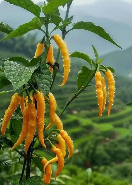 野山椒的营养价值_野山椒的功效与作用-第2张图片-山城妙识 野山椒的营养价值_野山椒的功效与作用-第2张图片-山城妙识