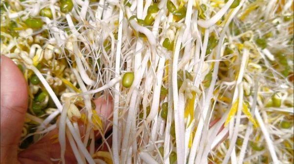 豆芽热量是多少_减肥可以吃豆芽吗-第2张图片-山城妙识 豆芽热量是多少_减肥可以吃豆芽吗-第2张图片-山城妙识