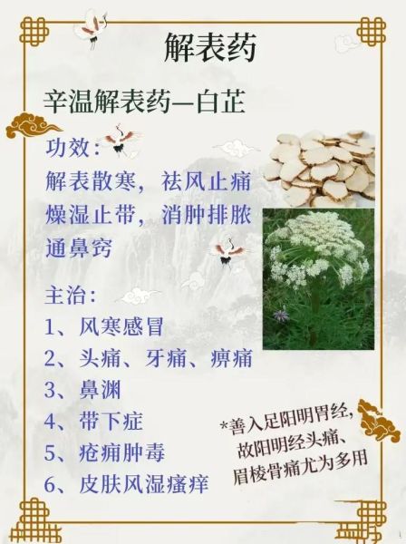白芷的功效与作用主要治什么病_白芷治头痛鼻塞怎么用-第3张图片-山城妙识