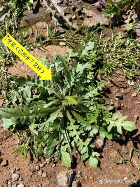 荠菜图片怎么识别_荠菜和蒲公英区别-第1张图片-山城妙识