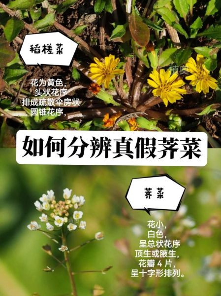 荠菜图片怎么识别_荠菜和蒲公英区别-第2张图片-山城妙识