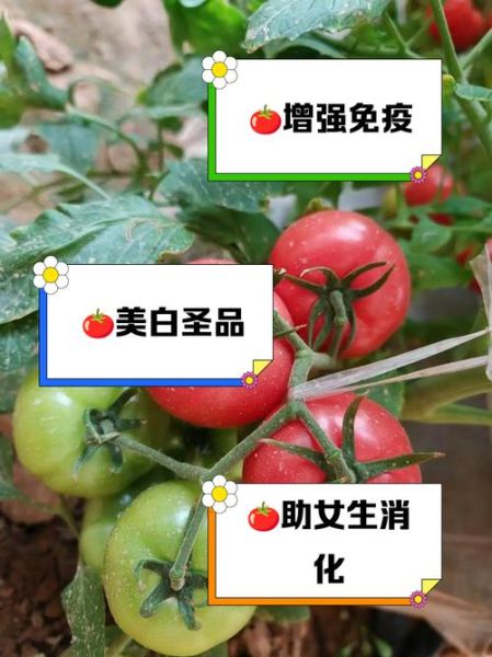 女生每天吃西红柿的好处_长期吃西红柿能美白吗-第3张图片-山城妙识 女生每天吃西红柿的好处_长期吃西红柿能美白吗-第3张图片-山城妙识