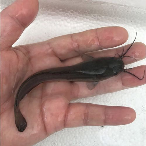 埃及塘鲺怎么养_埃及塘鲺吃什么-第2张图片-山城妙识