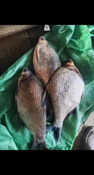 武昌鱼是海鱼还是淡水鱼_武昌鱼产地在哪里-第1张图片-山城妙识