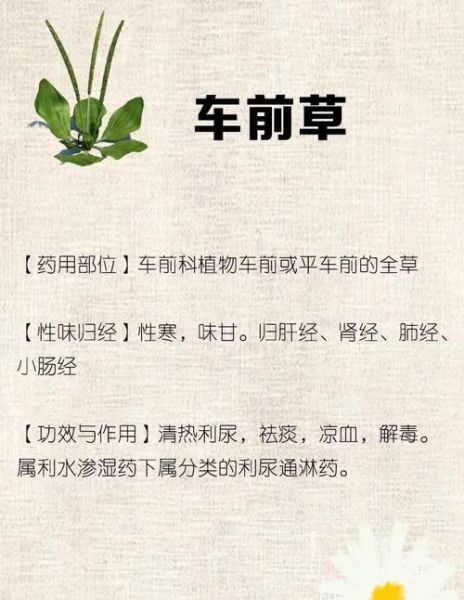 车前草的功效与作用及食用方法_车前草怎么吃效果最好-第2张图片-山城妙识 车前草的功效与作用及食用方法_车前草怎么吃效果最好-第2张图片-山城妙识