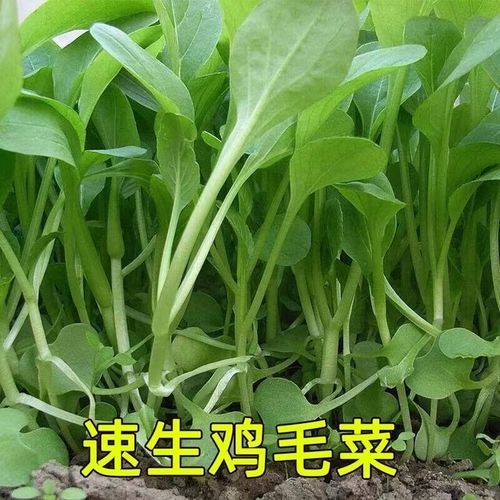 鸡毛菜种子怎么种_鸡毛菜种子几天发芽-第1张图片-山城妙识