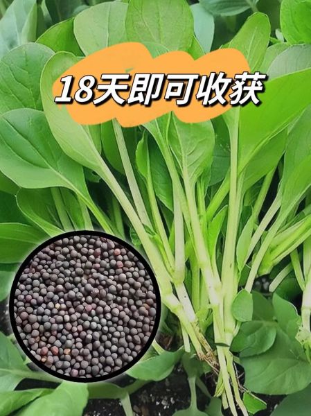 鸡毛菜种子怎么种_鸡毛菜种子几天发芽-第2张图片-山城妙识