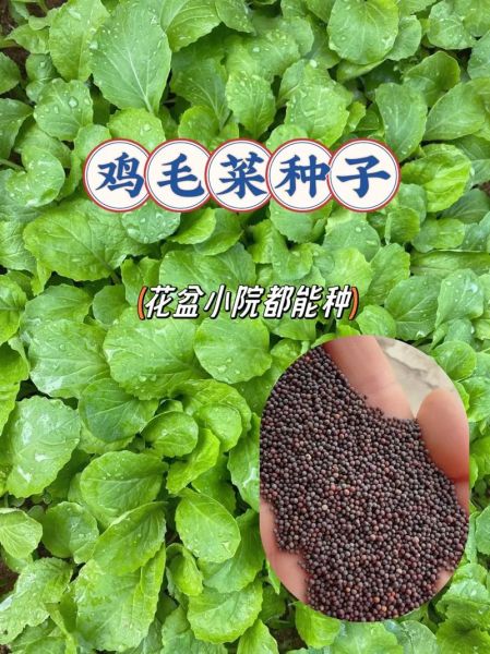 鸡毛菜种子怎么种_鸡毛菜种子几天发芽-第3张图片-山城妙识