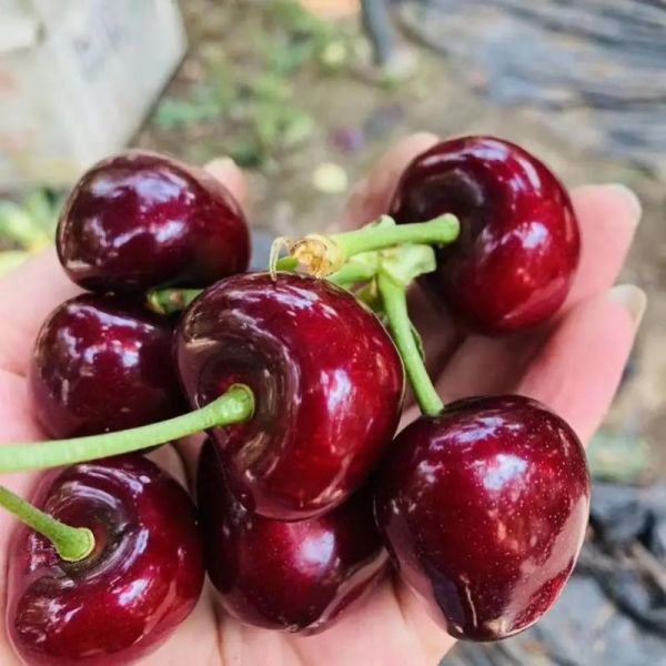 车厘子产地在我国哪里_国内适合种车厘子的省份-第1张图片-山城妙识