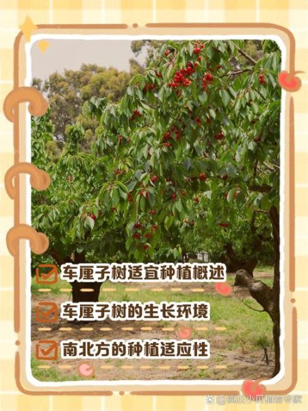 车厘子产地在我国哪里_国内适合种车厘子的省份-第2张图片-山城妙识