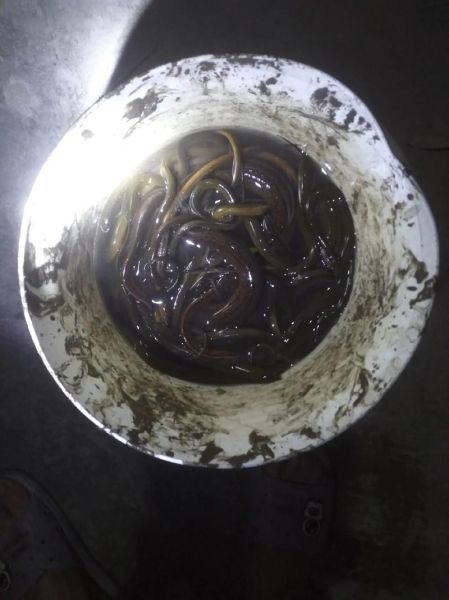 黄鳝价格多少钱一斤2020年_2020黄鳝行情为何波动大-第1张图片-山城妙识 黄鳝价格多少钱一斤2020年_2020黄鳝行情为何波动大-第1张图片-山城妙识