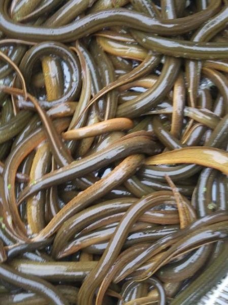 黄鳝价格多少钱一斤2020年_2020黄鳝行情为何波动大-第2张图片-山城妙识 黄鳝价格多少钱一斤2020年_2020黄鳝行情为何波动大-第2张图片-山城妙识