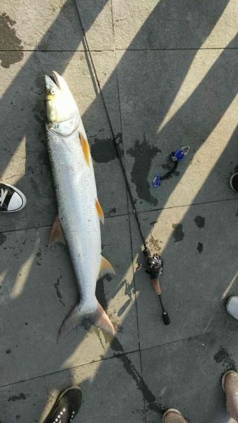 黄箭鱼是什么鱼_黄箭鱼图片怎么拍好看-第1张图片-山城妙识 黄箭鱼是什么鱼_黄箭鱼图片怎么拍好看-第1张图片-山城妙识