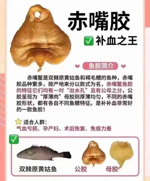赤嘴鱼胶的功效与作用_孕妇可以吃吗-第1张图片-山城妙识 赤嘴鱼胶的功效与作用_孕妇可以吃吗-第1张图片-山城妙识