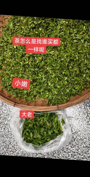 云雾茶多少钱一斤_云雾茶价格区间-第3张图片-山城妙识 云雾茶多少钱一斤_云雾茶价格区间-第3张图片-山城妙识