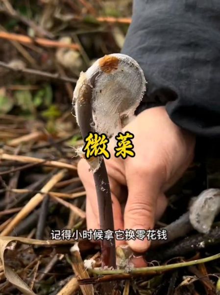 薇菜长什么样_薇菜和蕨菜的区别-第3张图片-山城妙识 薇菜长什么样_薇菜和蕨菜的区别-第3张图片-山城妙识