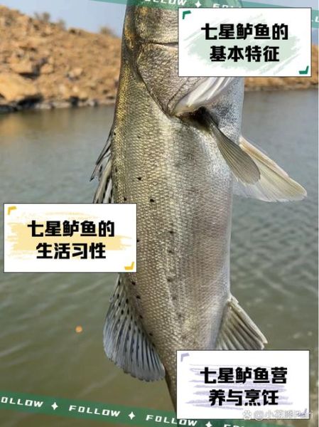 鲈鱼长什么样_鲈鱼外形特征-第1张图片-山城妙识