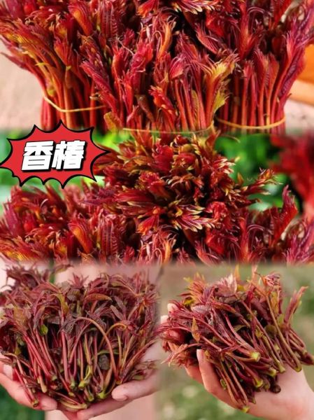 香椿芽有毒吗_香椿芽有致癌物吗-第3张图片-山城妙识 香椿芽有毒吗_香椿芽有致癌物吗-第3张图片-山城妙识