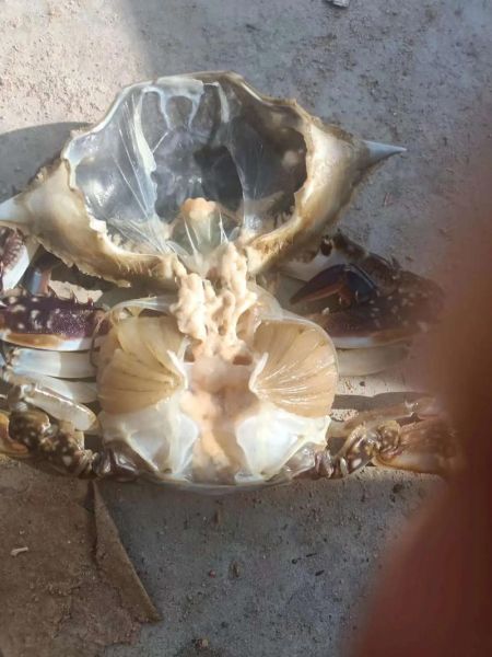 梭子蟹哪里不能吃_梭子蟹哪些部位有毒-第3张图片-山城妙识