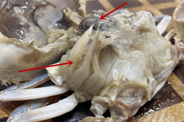 梭子蟹哪里不能吃_梭子蟹哪些部位有毒-第1张图片-山城妙识