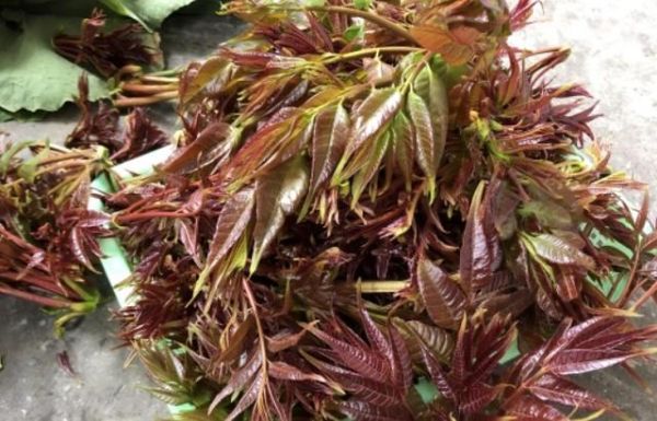 香椿芽有毒吗_香椿芽有致癌物吗-第2张图片-山城妙识 香椿芽有毒吗_香椿芽有致癌物吗-第2张图片-山城妙识