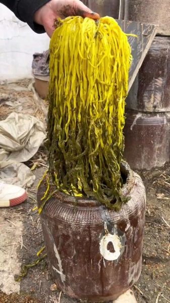 雪里红长什么样_雪里红和雪菜的区别-第2张图片-山城妙识