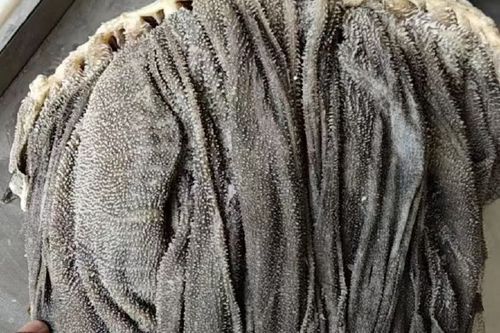 牛百叶怎么洗才能干净_牛百叶清洗技巧-第2张图片-山城妙识 牛百叶怎么洗才能干净_牛百叶清洗技巧-第2张图片-山城妙识