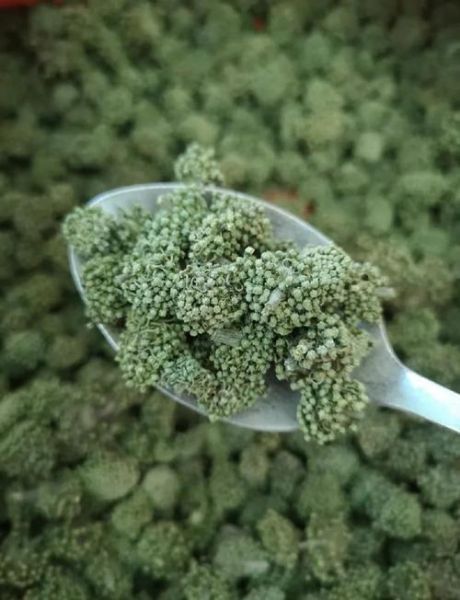 田七花图片_田七花长什么样-第2张图片-山城妙识 田七花图片_田七花长什么样-第2张图片-山城妙识