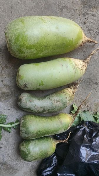 青萝卜怎么保存_青萝卜图片大全-第1张图片-山城妙识 青萝卜怎么保存_青萝卜图片大全-第1张图片-山城妙识